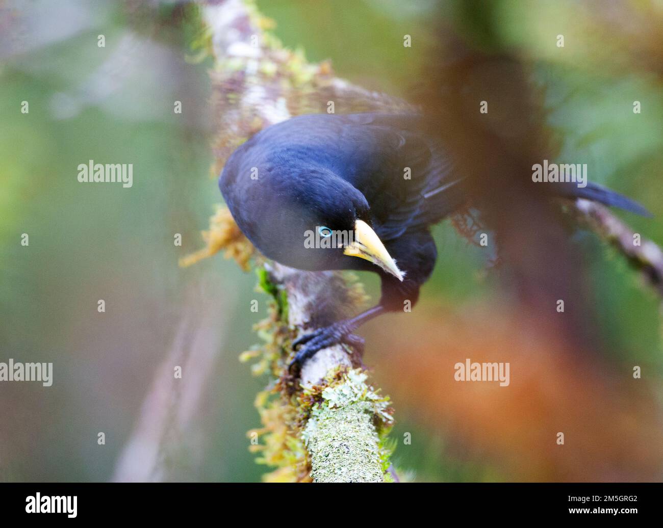 Scarlet cacique hi-res stock photography and images - Alamy