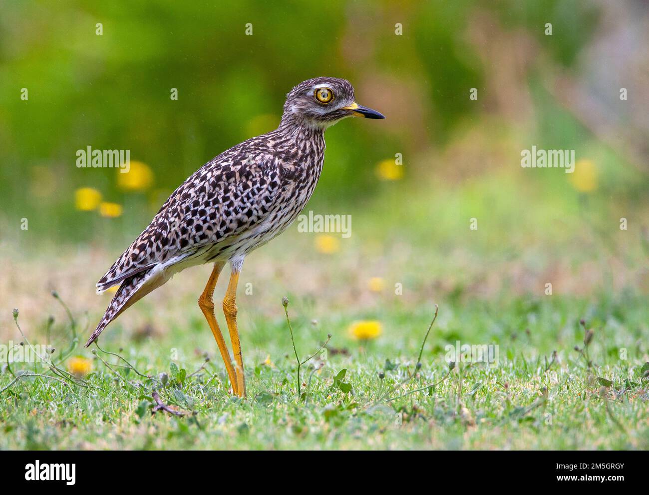 Spotted thick-knee (Burhinus capensis) walking in a garden in South-Africa. Also known as ...