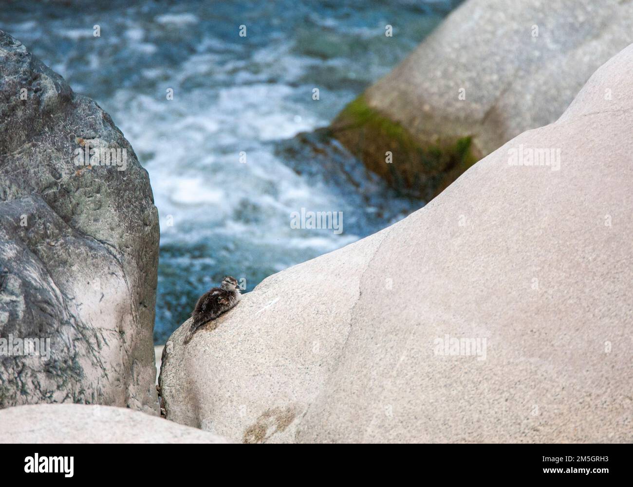 Torrent duck (Merganetta armata) chick resting on a large boulder in a ...