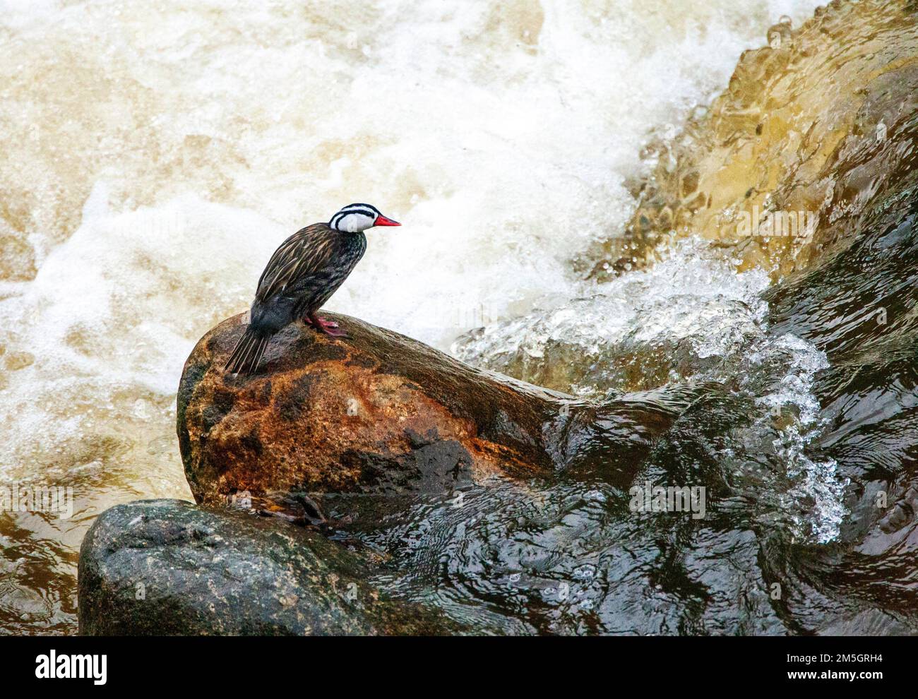 Torrent duck hi-res stock photography and images - Alamy