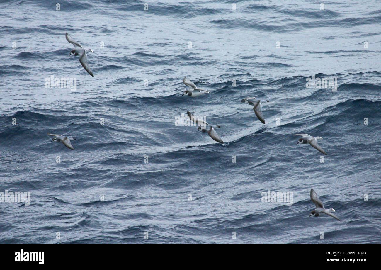 Blauwe Stormvogels en Antarctic Prions vliegend boven de oceaan; Blue ...