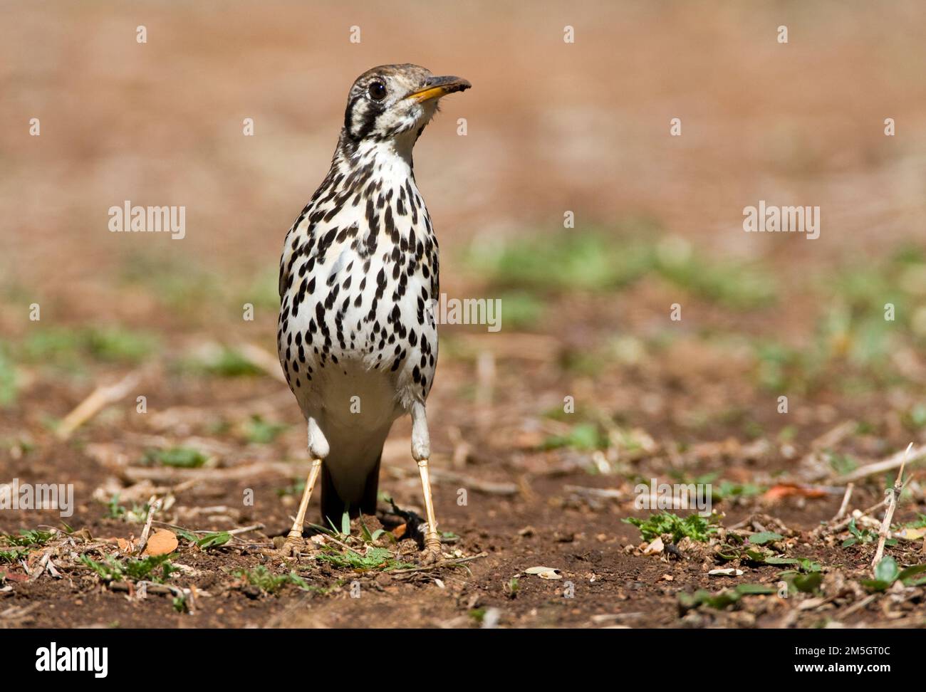 Groundscraper Thrush (Psophocichla litsitsirupa) standing on the ground ...