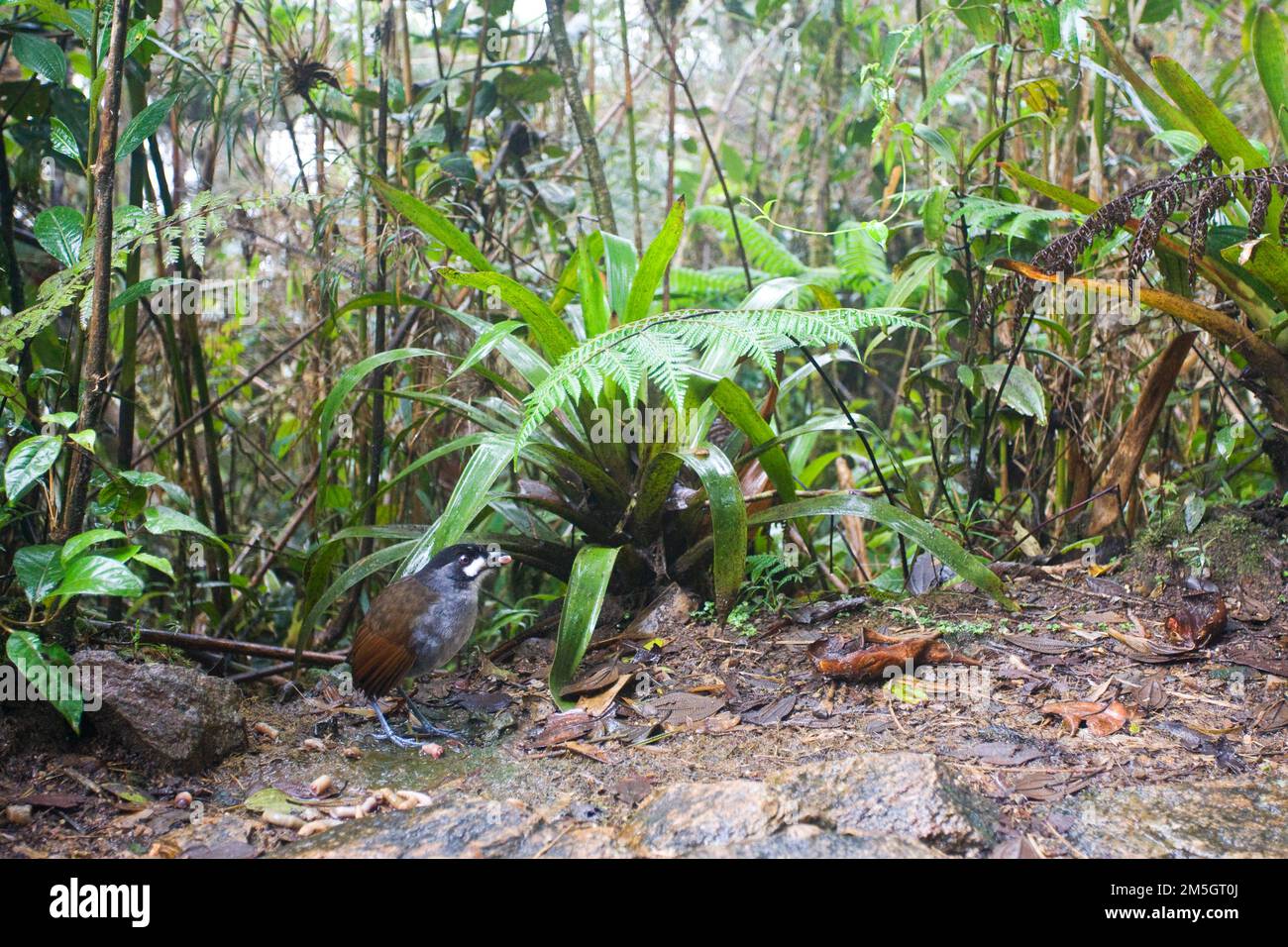 Discovered species animal hi-res stock photography and images - Alamy