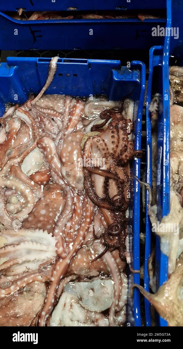 fresh caught live octopus at fish market detail Stock Photo - Alamy
