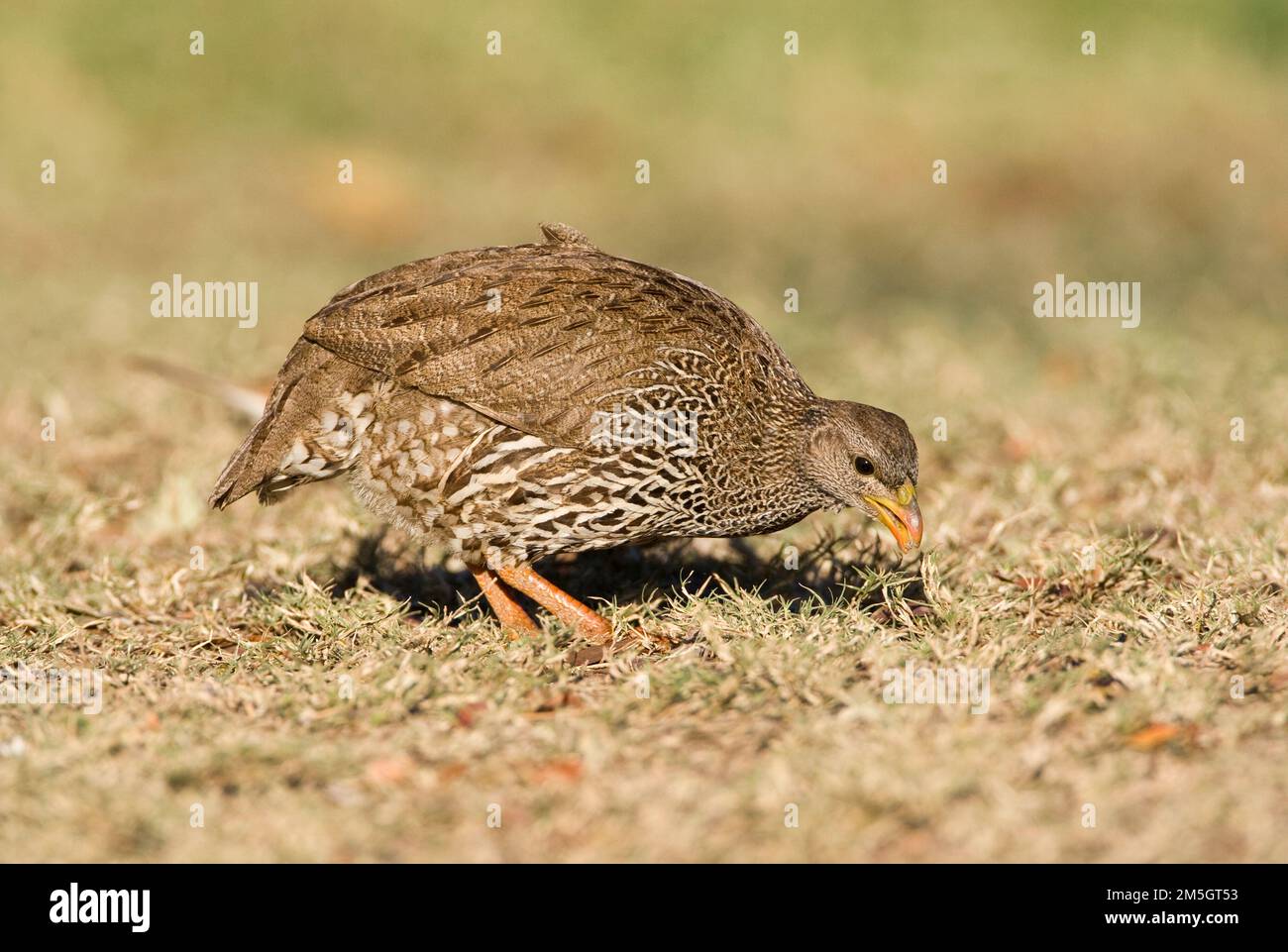 Natal Francolin (Francolinus natalensis) walking on a lwan with dry ...