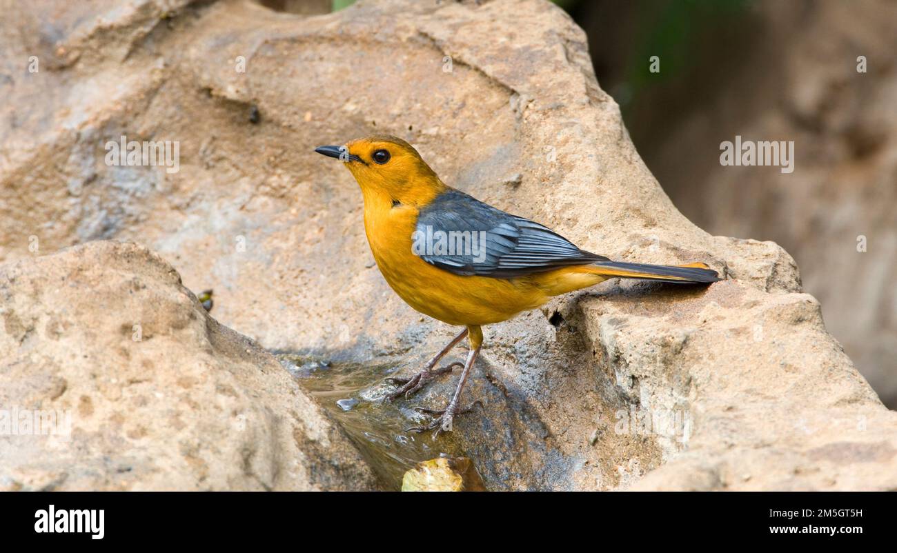 Red-capped Robin-chat (Cossypha natalensis) standing on rock in a ...