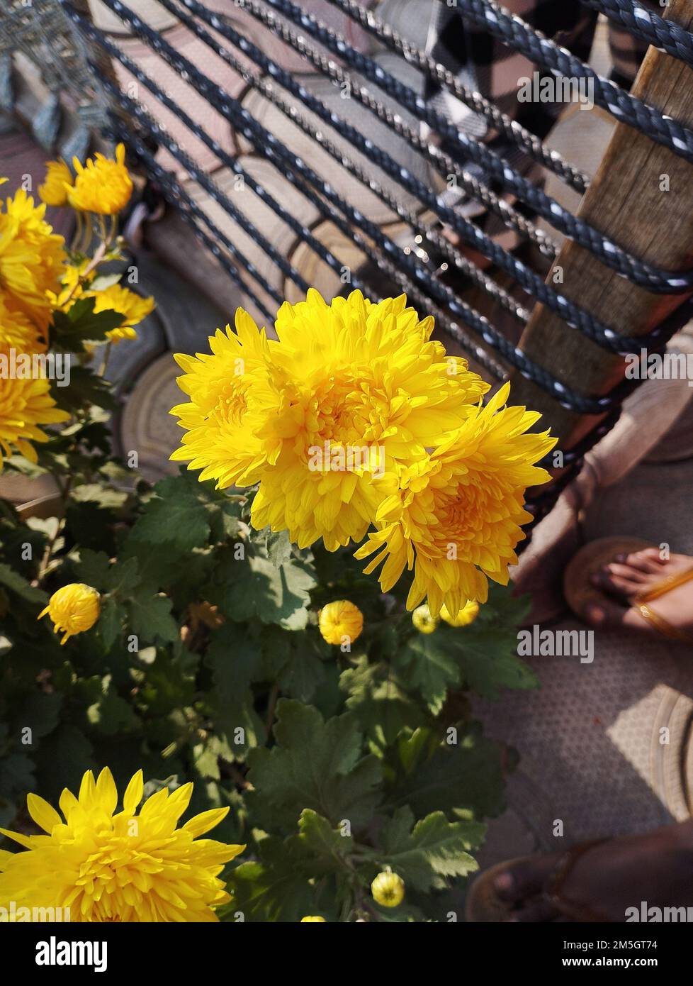 Planting chrysanthemum hi-res stock photography and images - Alamy