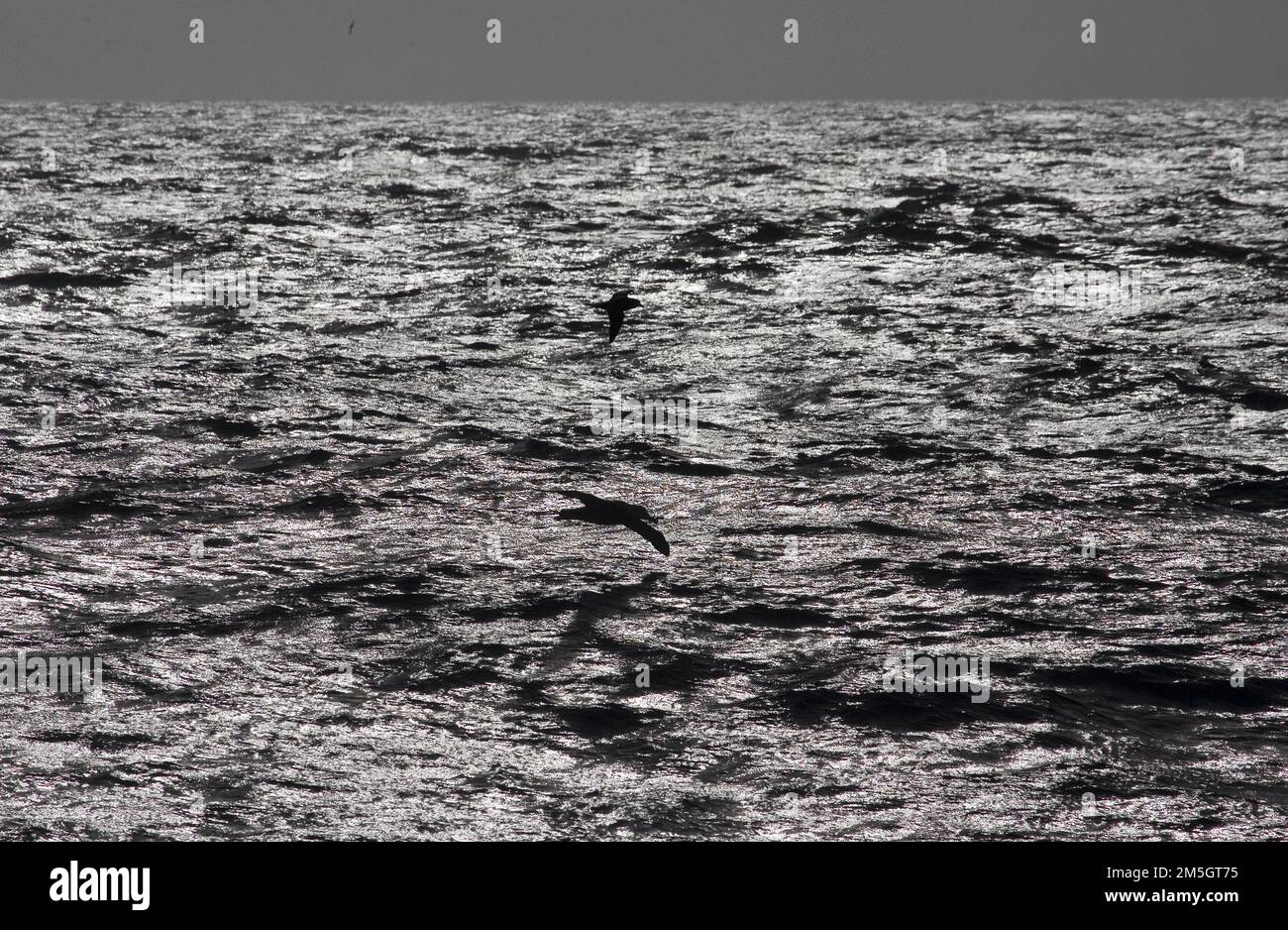 Snowy (Wandering) Albatross flying; Grote Albatros vliegend Stock Photo ...