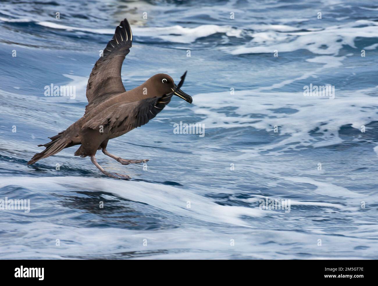 Adult Sooty Albatross (Phoebetria fusca) at sea on the southern ...