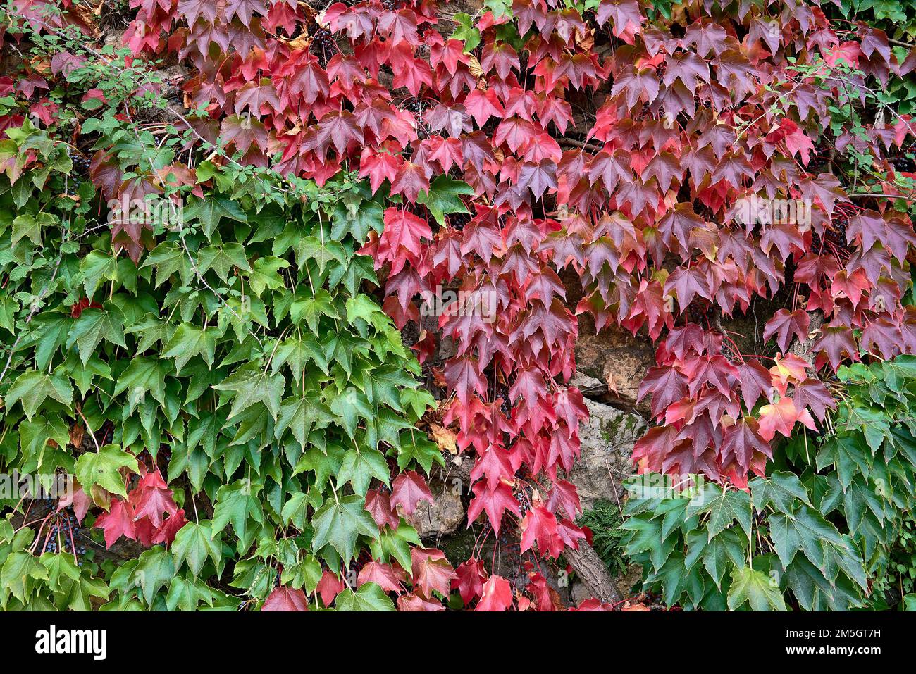 Detail of green and red ivy leaves.Detail, variety, texture, out-of ...