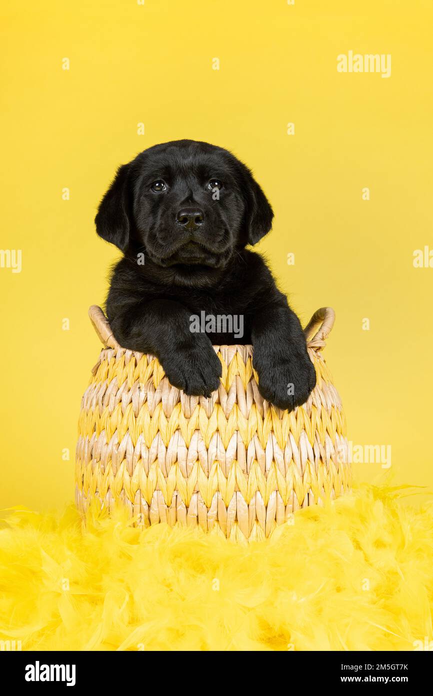 Labrador retriever puppy in basket hi-res stock photography and images ...