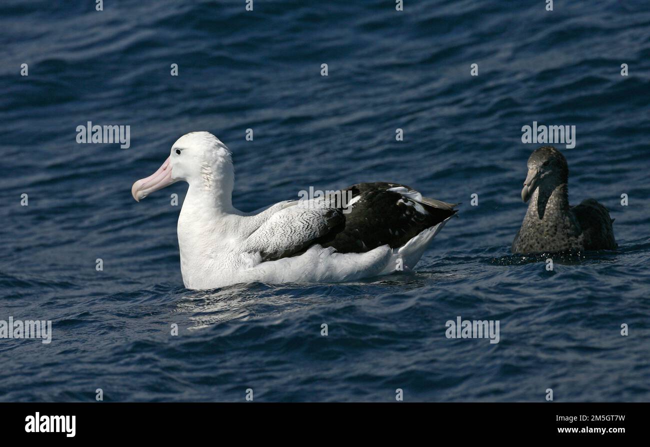 Gough island albatros hi-res stock photography and images - Alamy