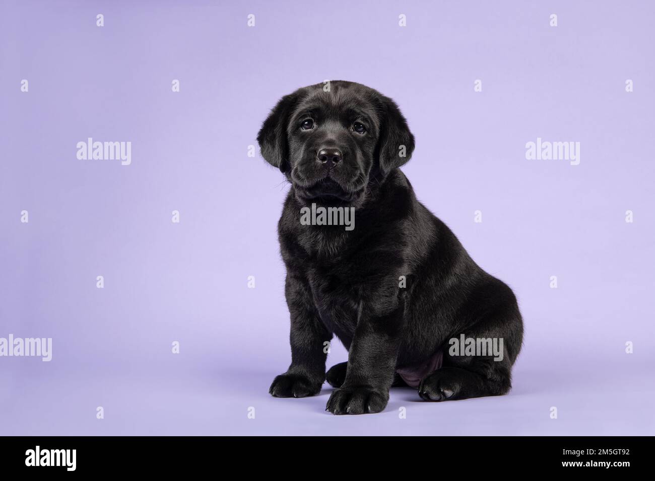 Black labrador puppy sitting on a lavender purple background looking at ...