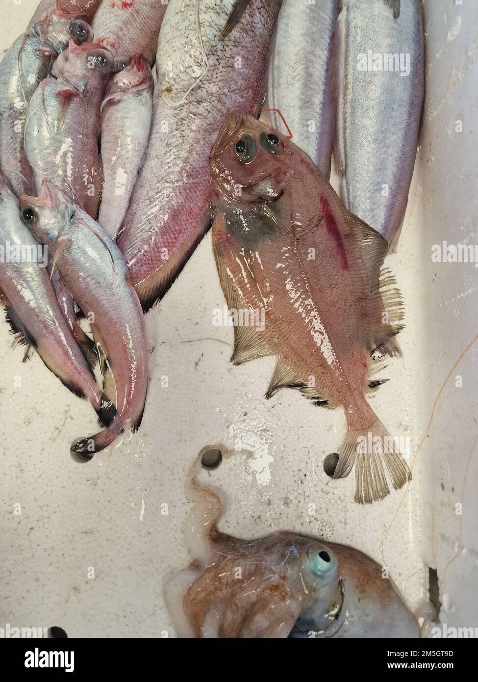 fresh caught live octopus at fish market detail Stock Photo - Alamy