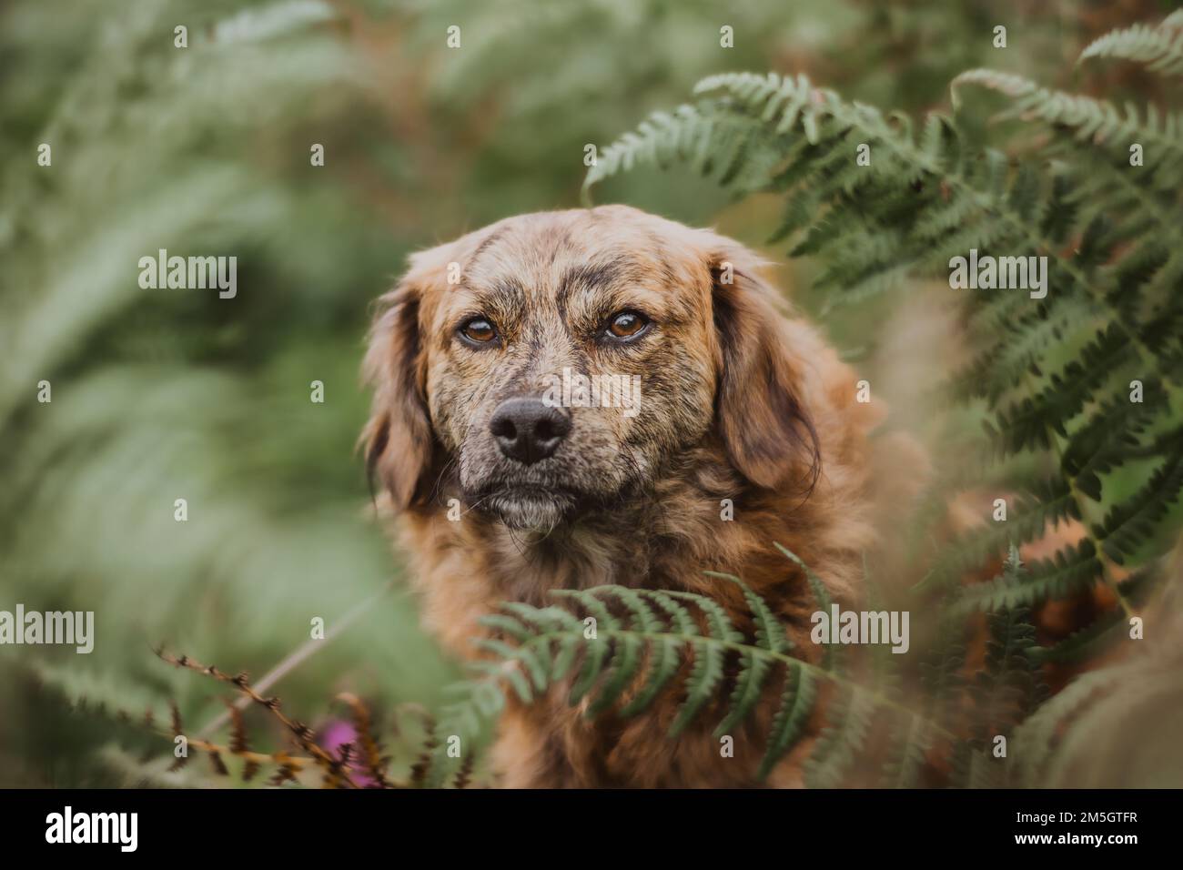 Corsican dog hi-res stock photography and images - Alamy