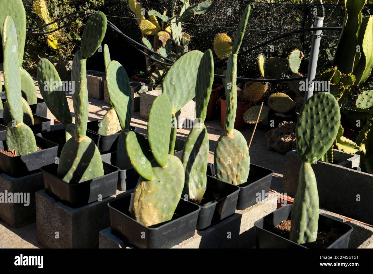 Spineless Opuntia ficus indica cactus plants in the garden under the ...