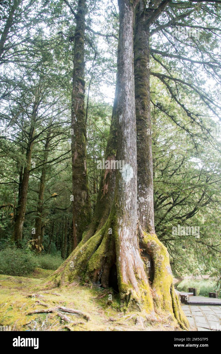 The four sister trees in Alishan National Forest Recreation Area in ...