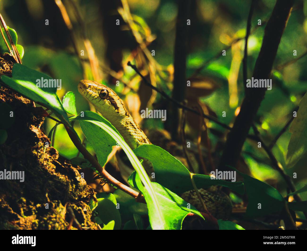 Mamushi snake hi-res stock photography and images - Alamy