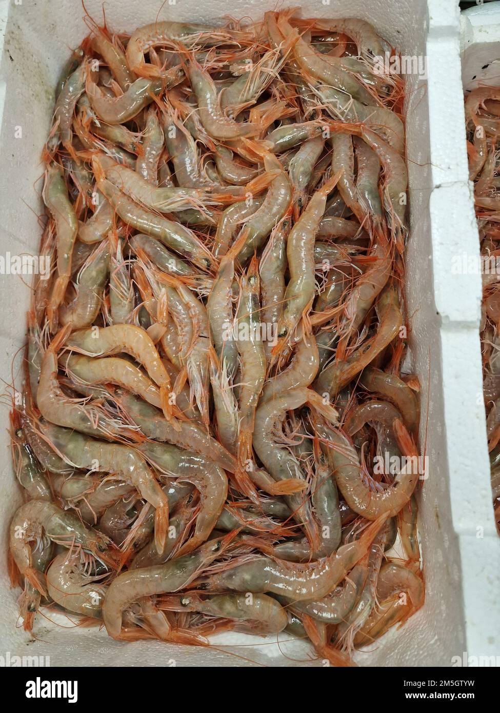 fresh red mediterranean shrimps in a box at fish market detail Stock ...