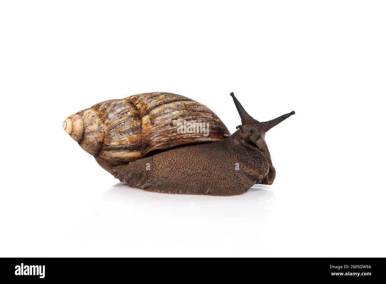 Giant african snail seen from the side isolated on a white background ...
