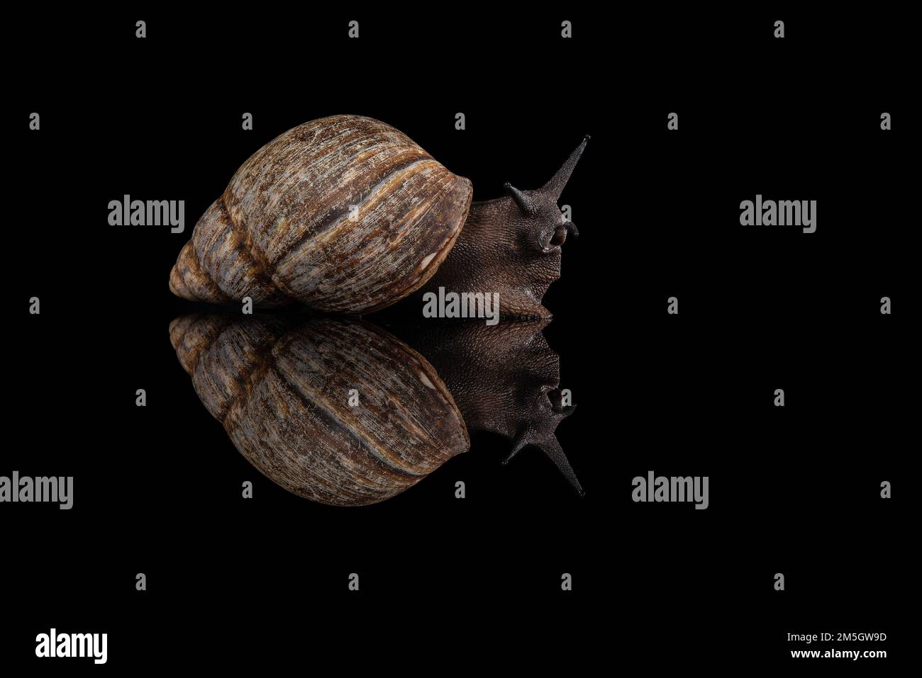 Giant african snail seen from the side on a black background with ...
