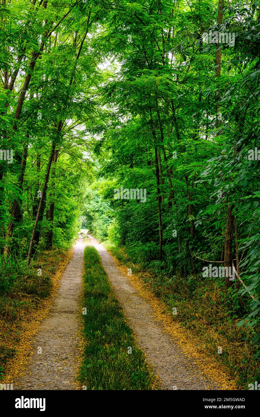 Path between two rows of trees with green leaves Stock Photo - Alamy