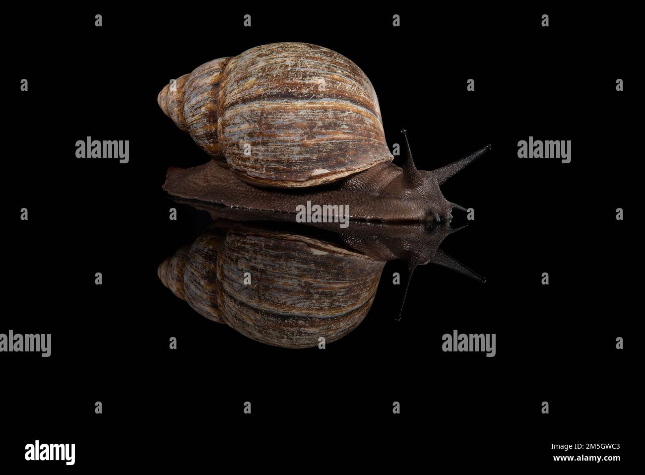 Giant african snail seen from the side on a black background with ...