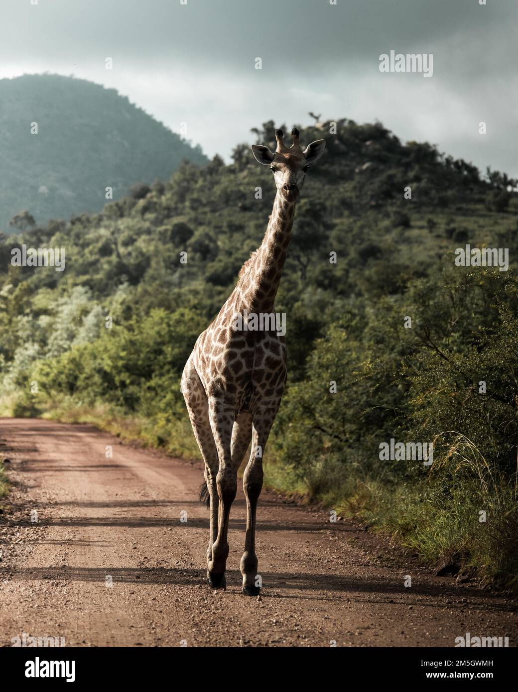 Kruger national park elephant giraffe hi-res stock photography and images - Alamy