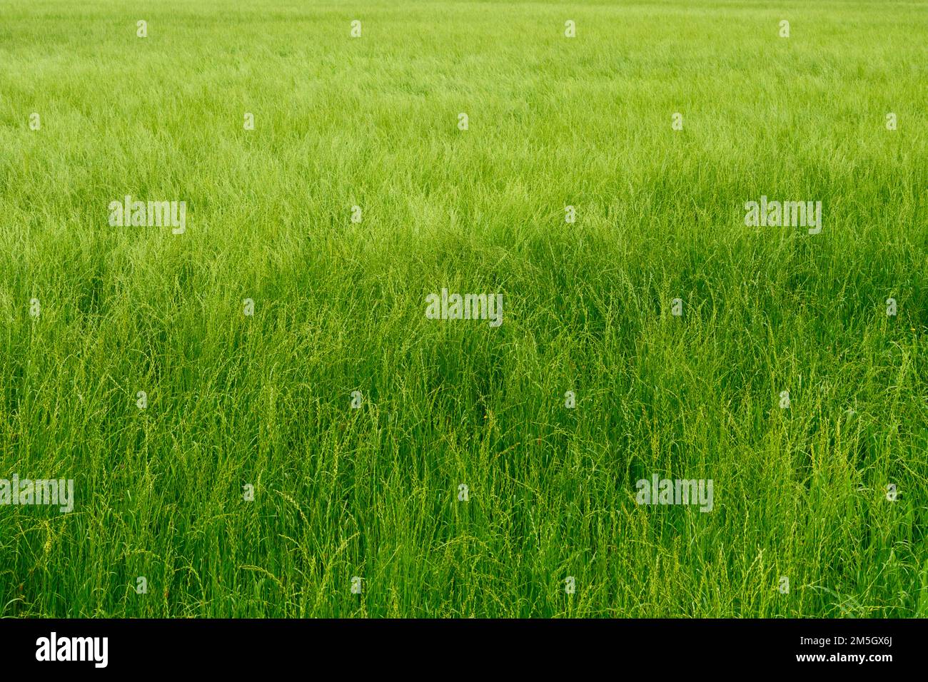 Texture of a green field of italian grass for background Stock Photo ...