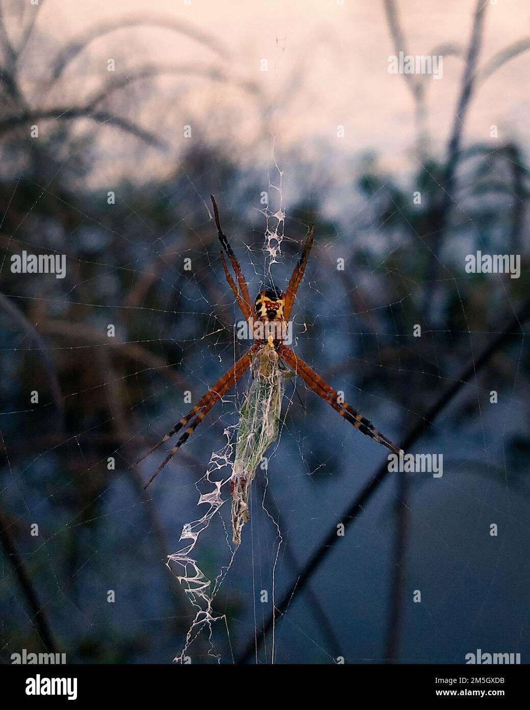 St andrews fauna hi-res stock photography and images - Alamy