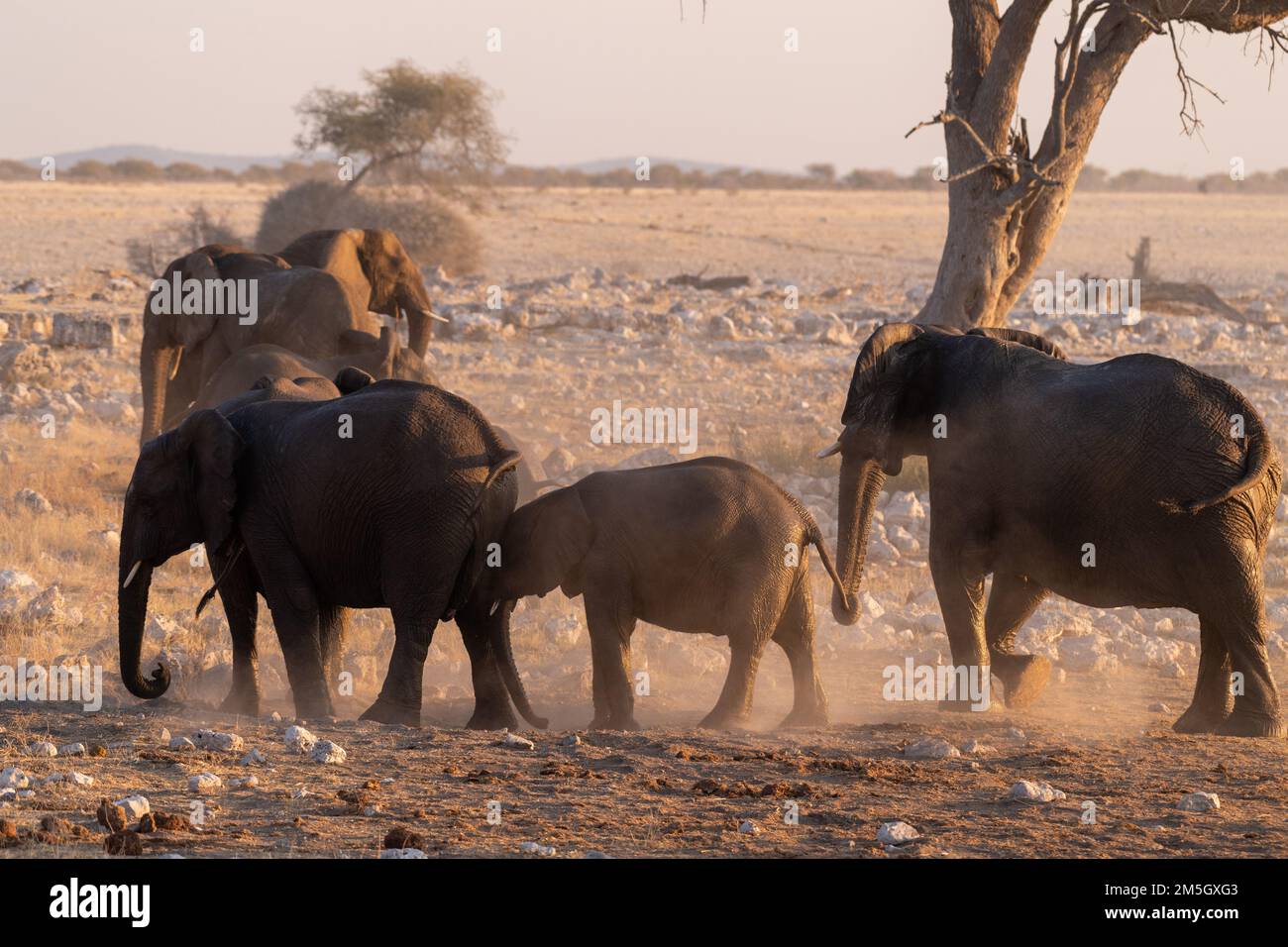 A group pf elephants covering themselves in dirt after having taken a ...