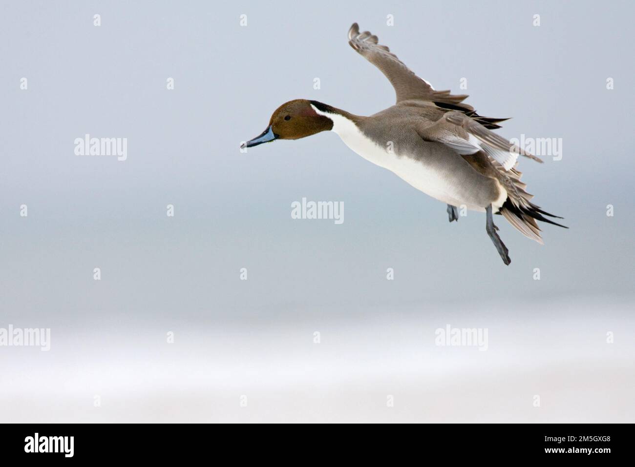 Northern Pintail male flying; Pijlstaart man vliegend Stock Photo - Alamy