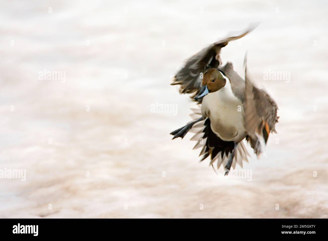 Northern Pintail male flying; Pijlstaart man vliegend Stock Photo - Alamy
