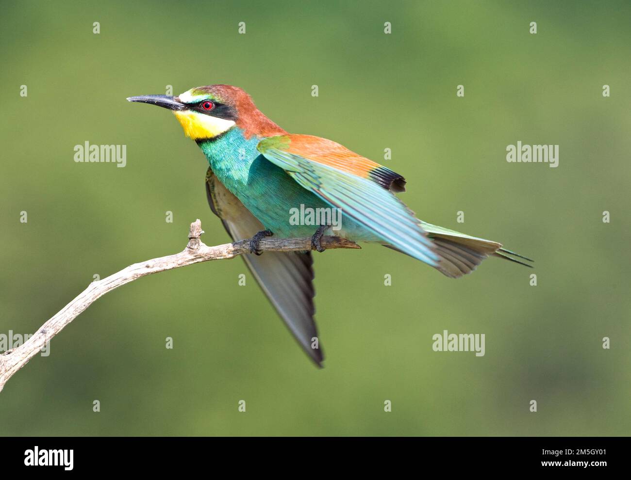 Bijeneter landend met gespreide vleugels; European Bee-eater landing ...