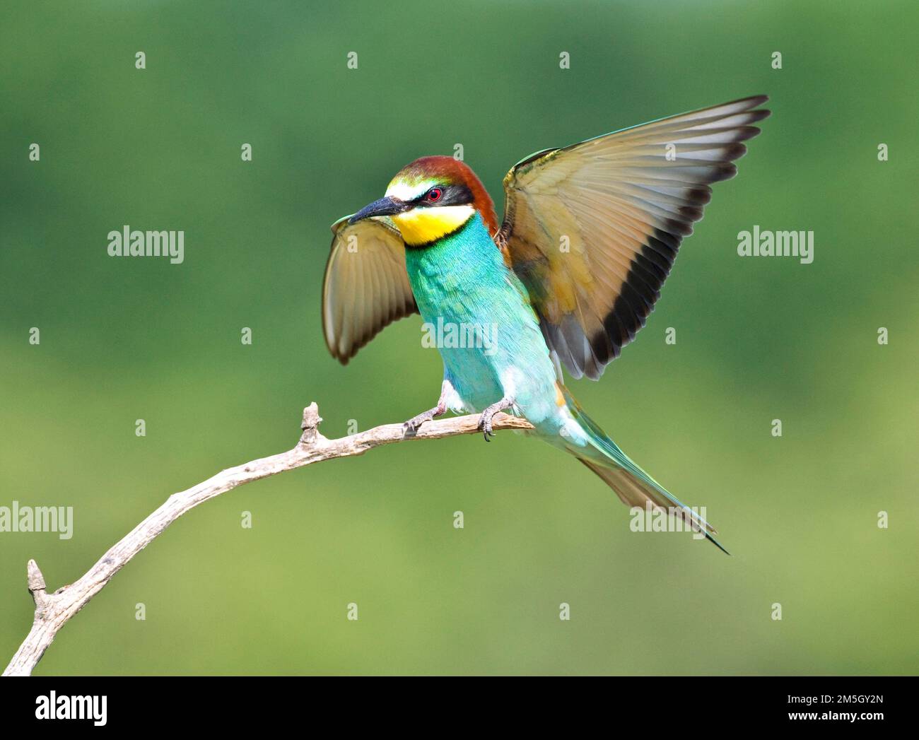 Bijeneter landend met gespreide vleugels; European Bee-eater landing ...