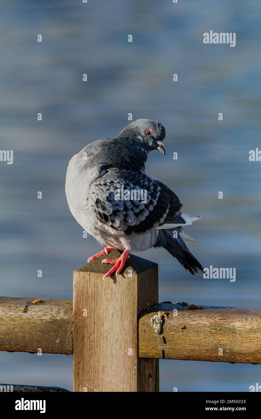 Pigeon on a post Stock Photo - Alamy