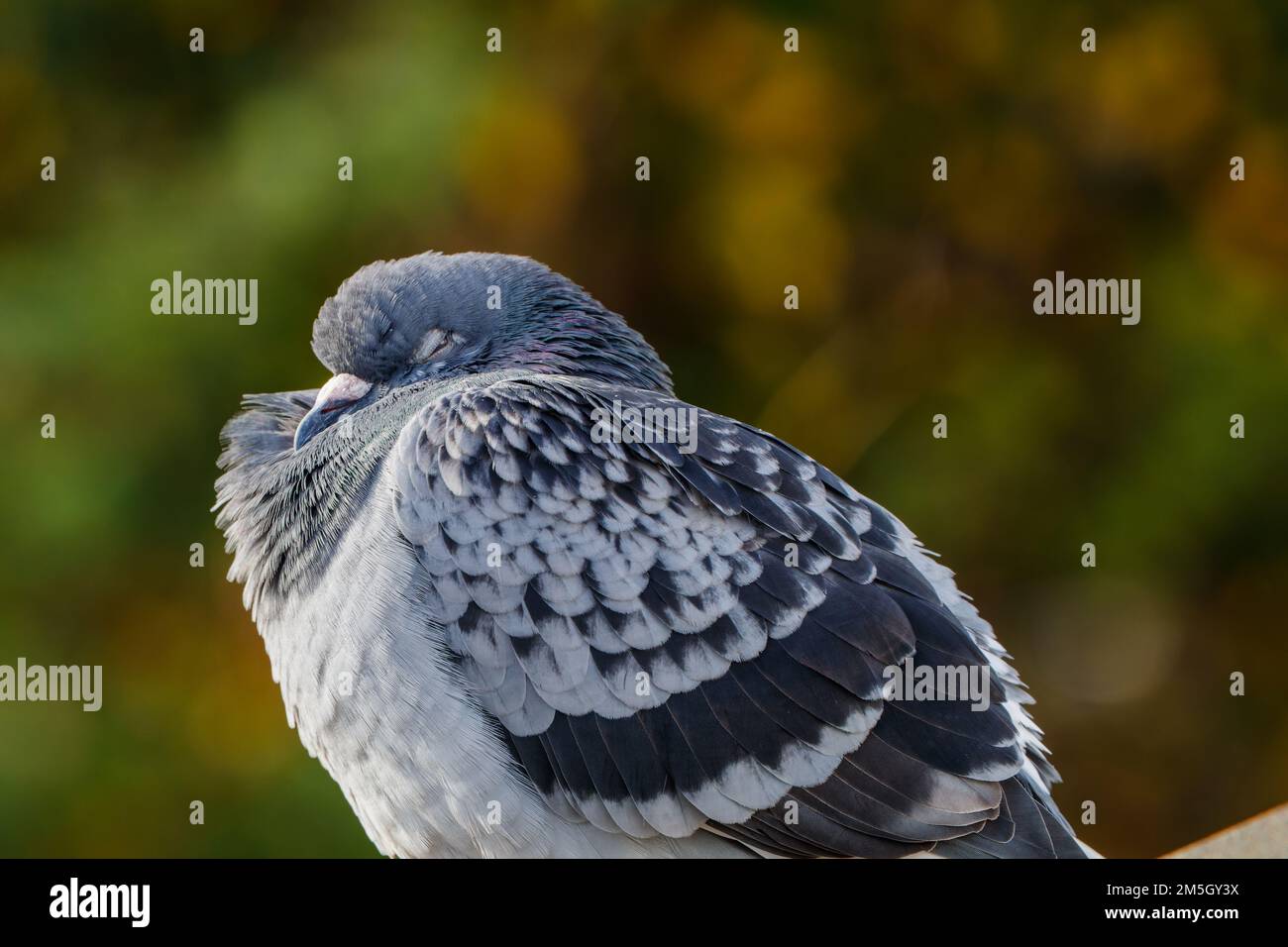 Puffy pigeon hi-res stock photography and images - Alamy