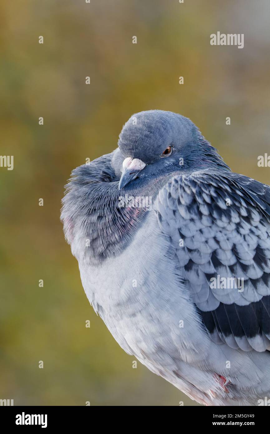 Puffy pigeon hi-res stock photography and images - Alamy