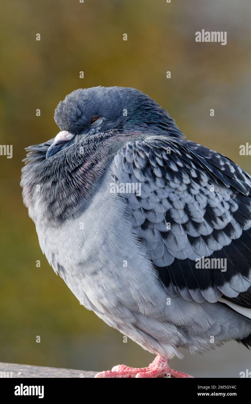 Puffy pigeon hi-res stock photography and images - Alamy