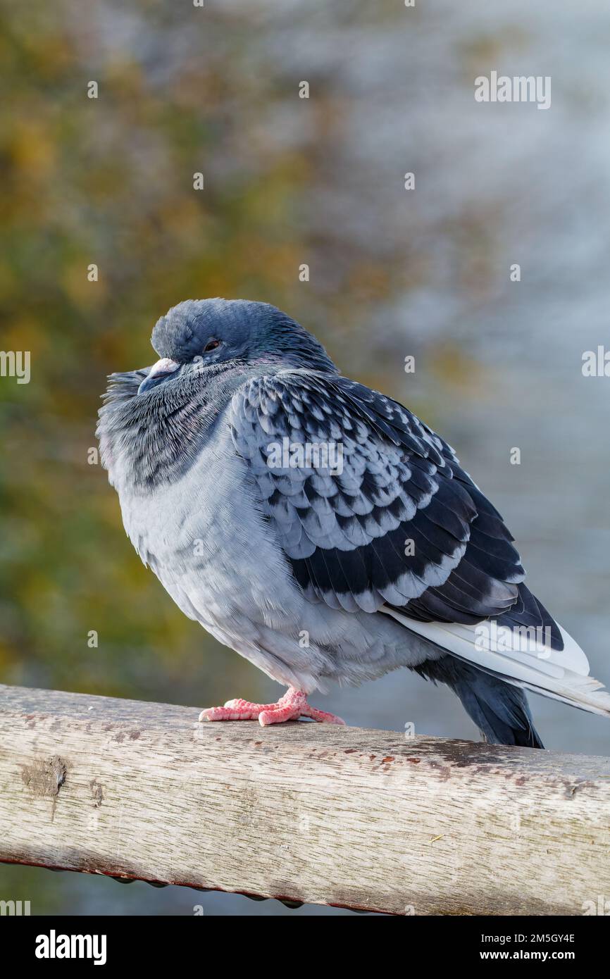 Puffy pigeon hi-res stock photography and images - Alamy