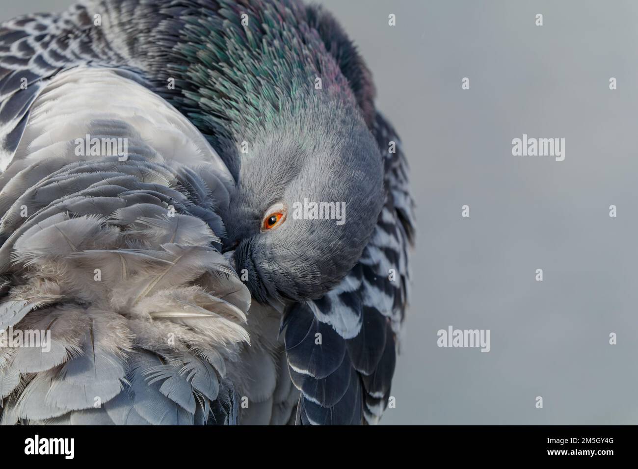 Pigeon giving its feather a Prune Stock Photo - Alamy