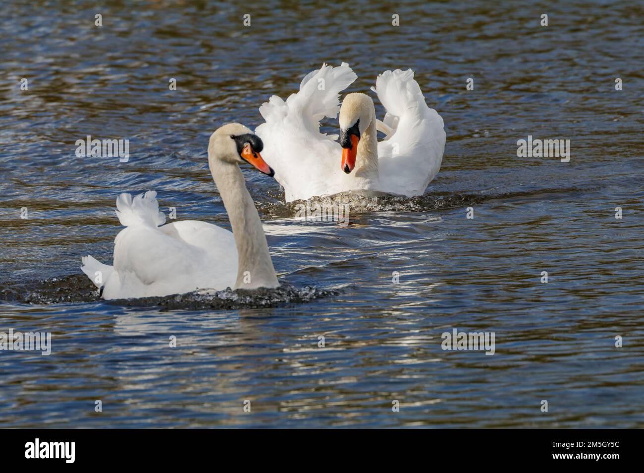 Chased by swan hi-res stock photography and images - Alamy