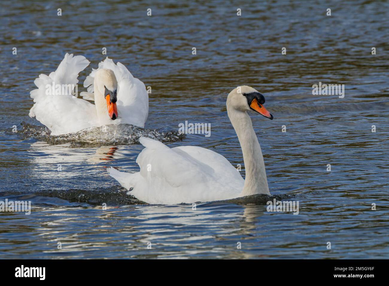 Swan being chased by male swan Stock Photo - Alamy