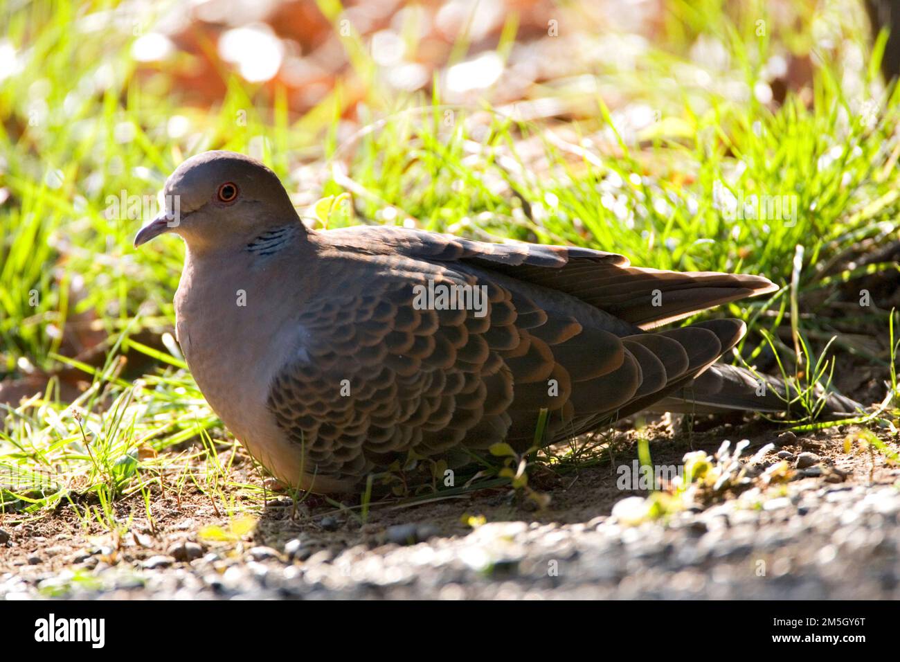 Oosterse Tortel, Oriental Turtle-Dove, Streptopelia orientalis Stock ...