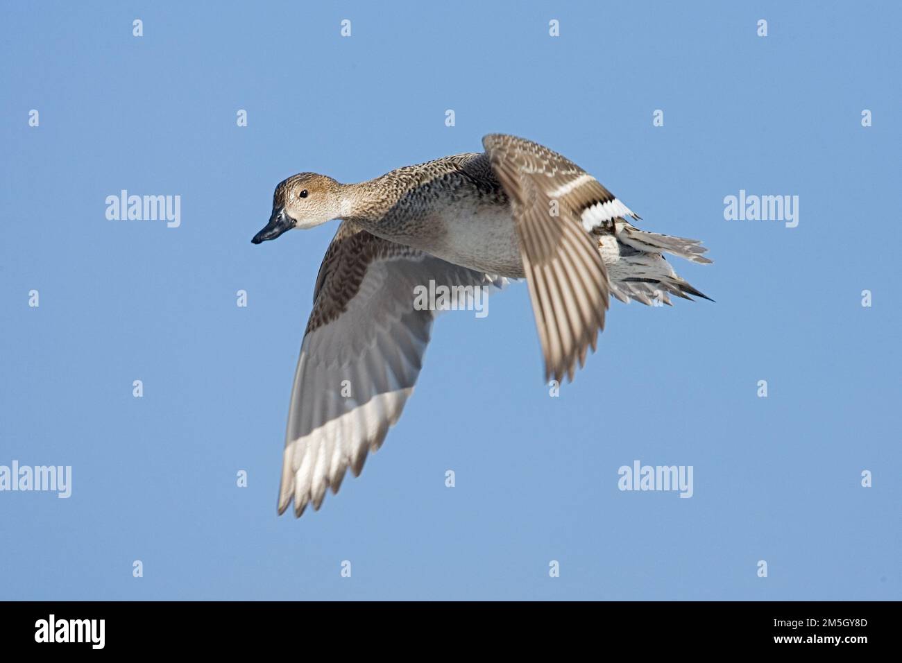 Northern Pintail female flying; Pijlstaart vrouw vliegend Stock Photo ...