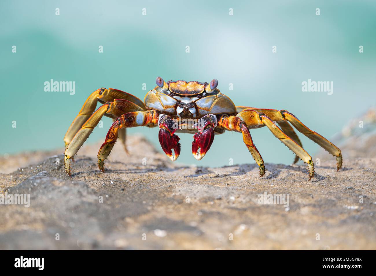 Colorful crab from Aruba seen from the front on a stone, with the blue ...