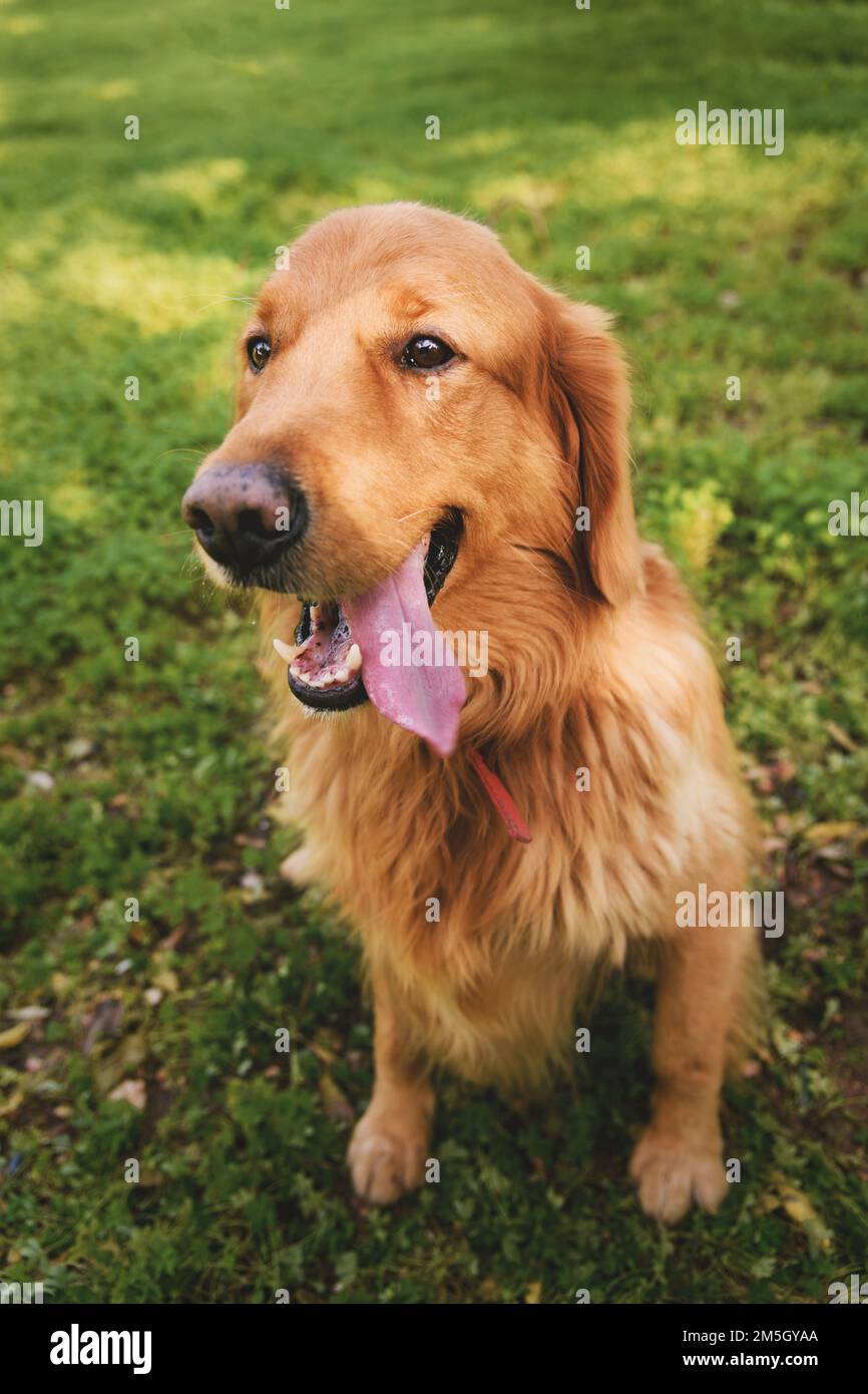Male golden retriever hi-res stock photography and images - Alamy
