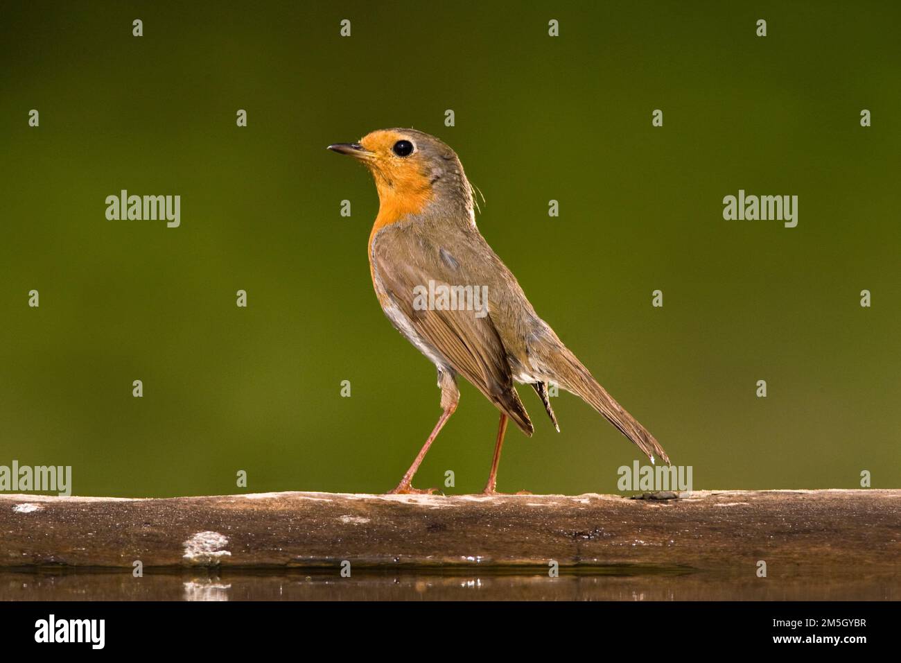 Roodborst zittend op in het water liggende een boomstam; European Robin ...