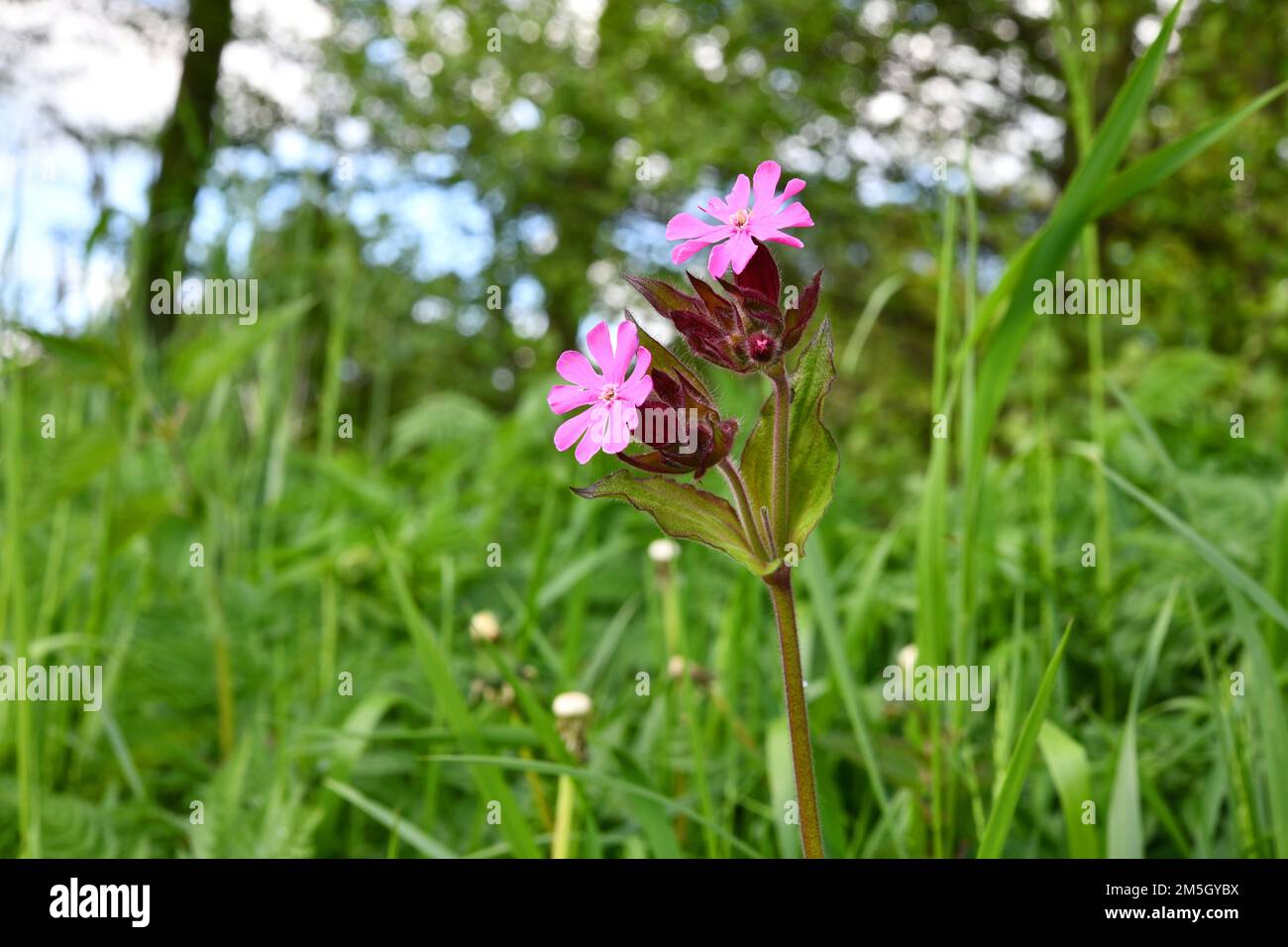 Goodness blood hi-res stock photography and images - Alamy
