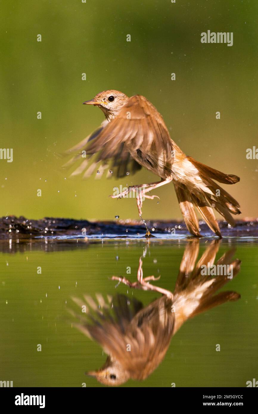 Nightingale bird flying hi-res stock photography and images - Alamy